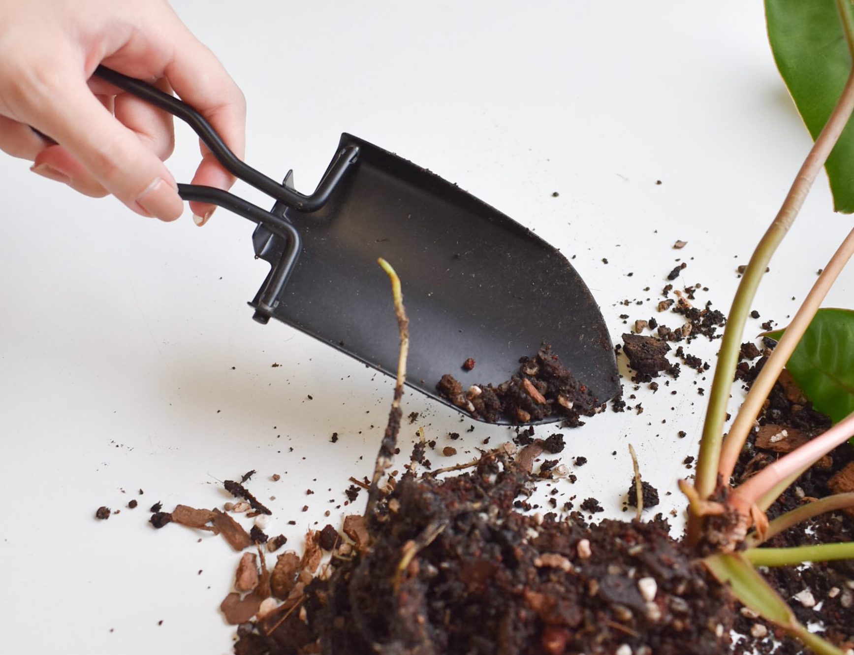 The Plant Loft – Gardening Made Easy.