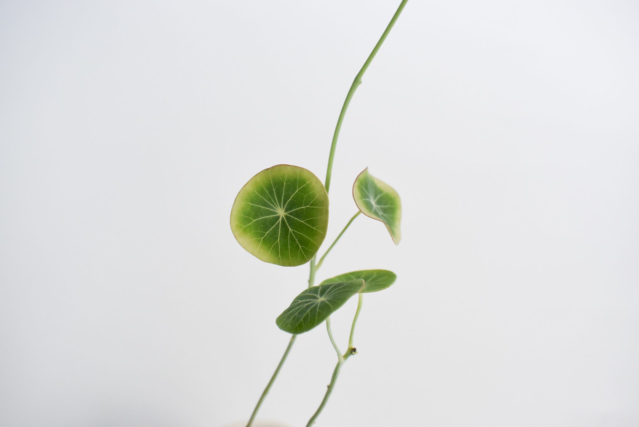 Stephania Erecta care tips – The Plant Loft