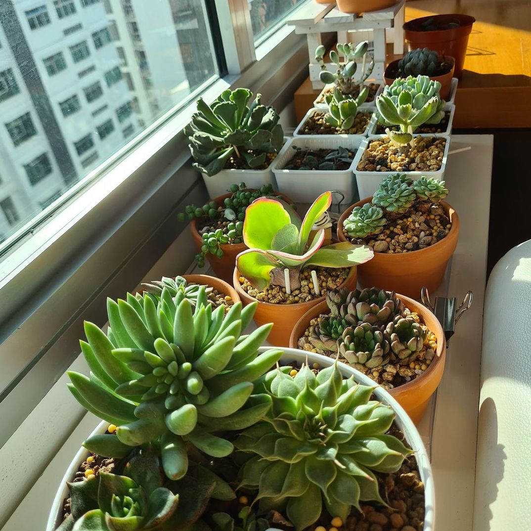 Indirect sun (filtered by windows) – The Plant Loft