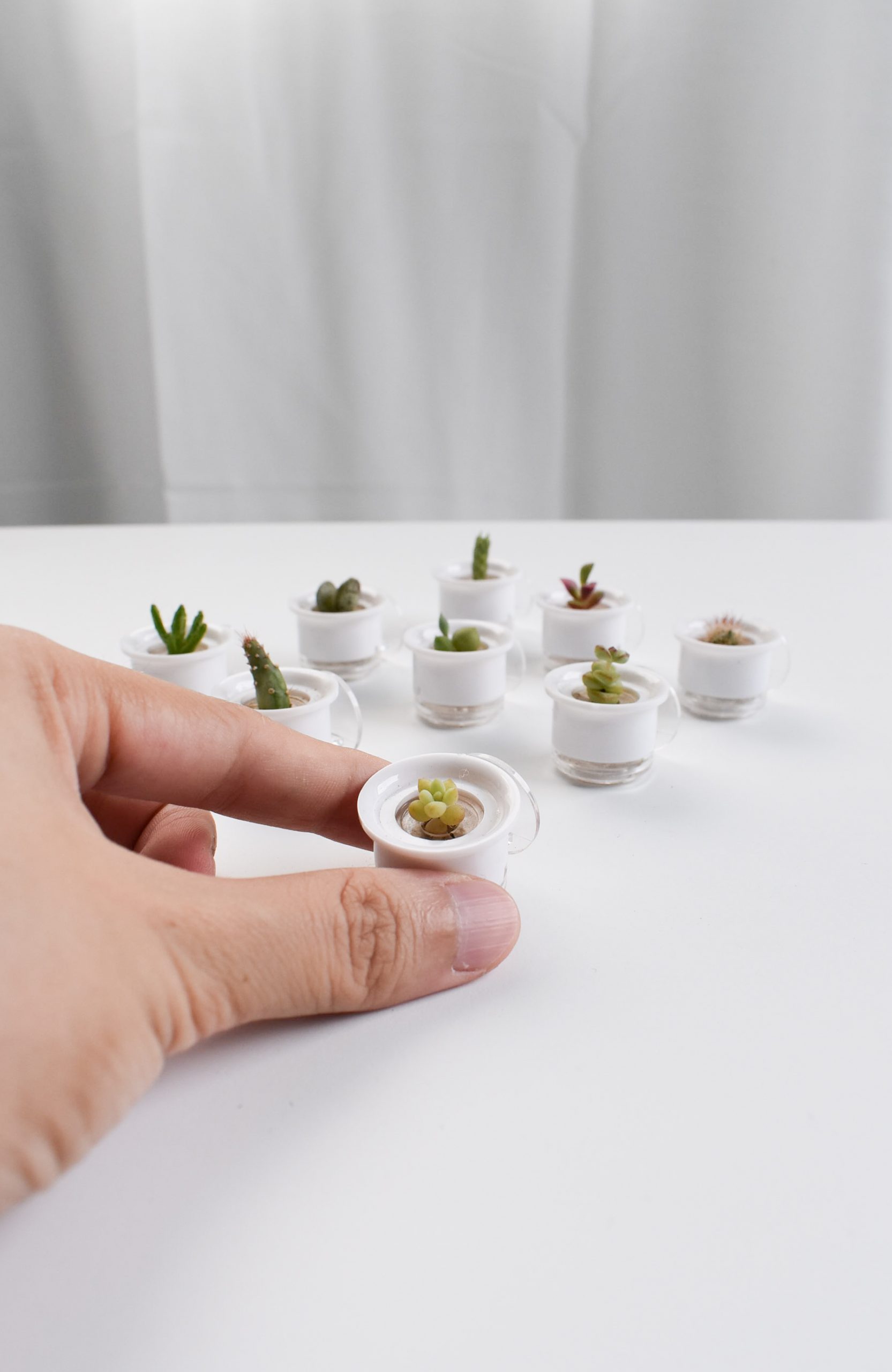 Mini succulents – The Plant Loft
