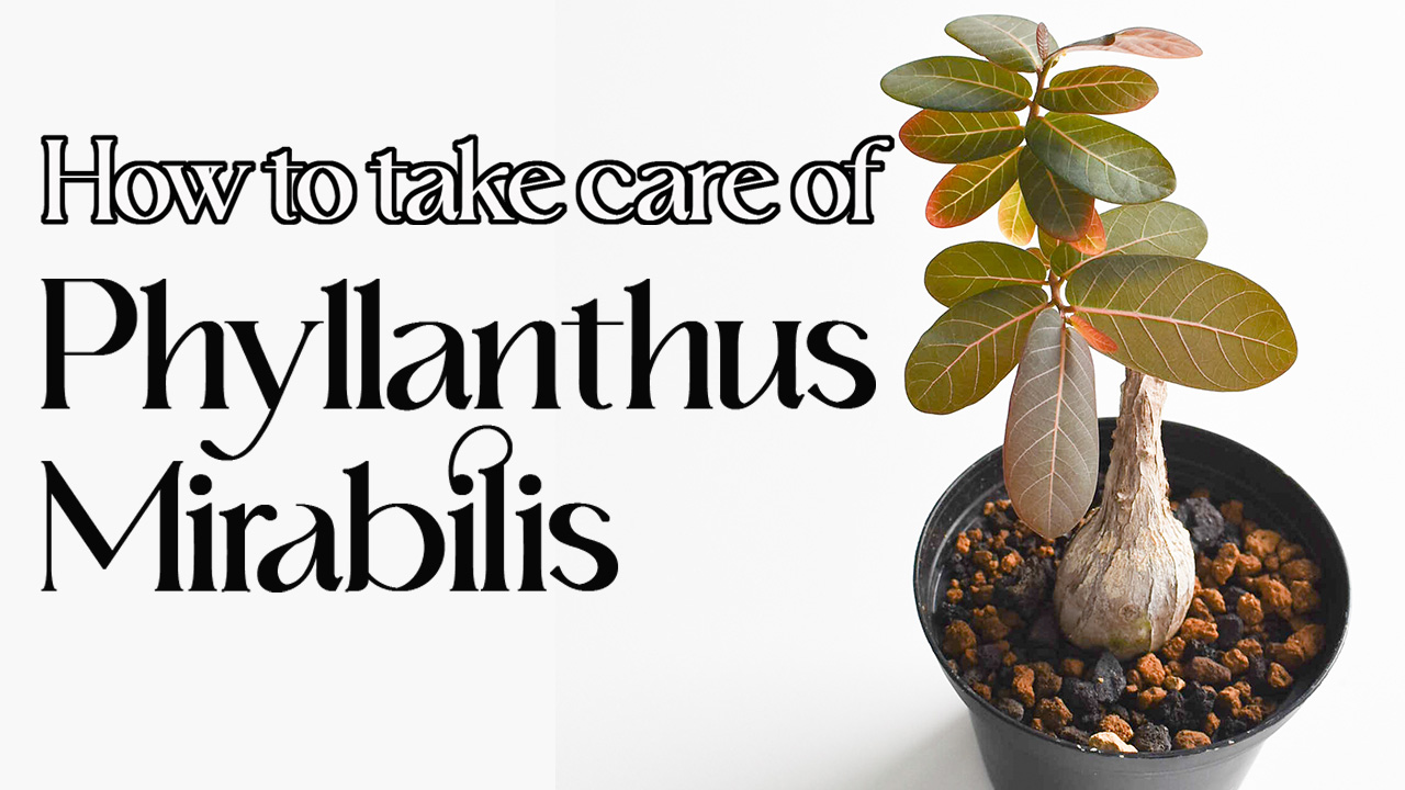 Phyllanthus Mirabilis care tips – The Plant Loft