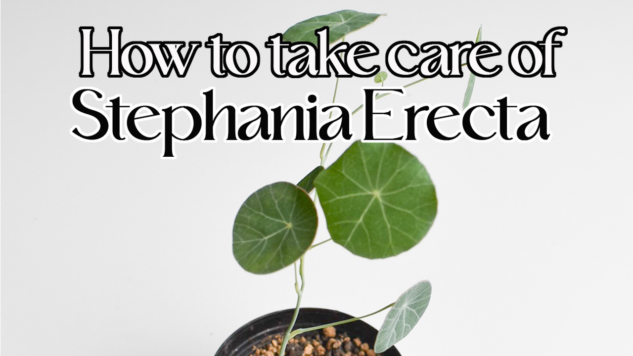 Stephania Erecta care tips – The Plant Loft