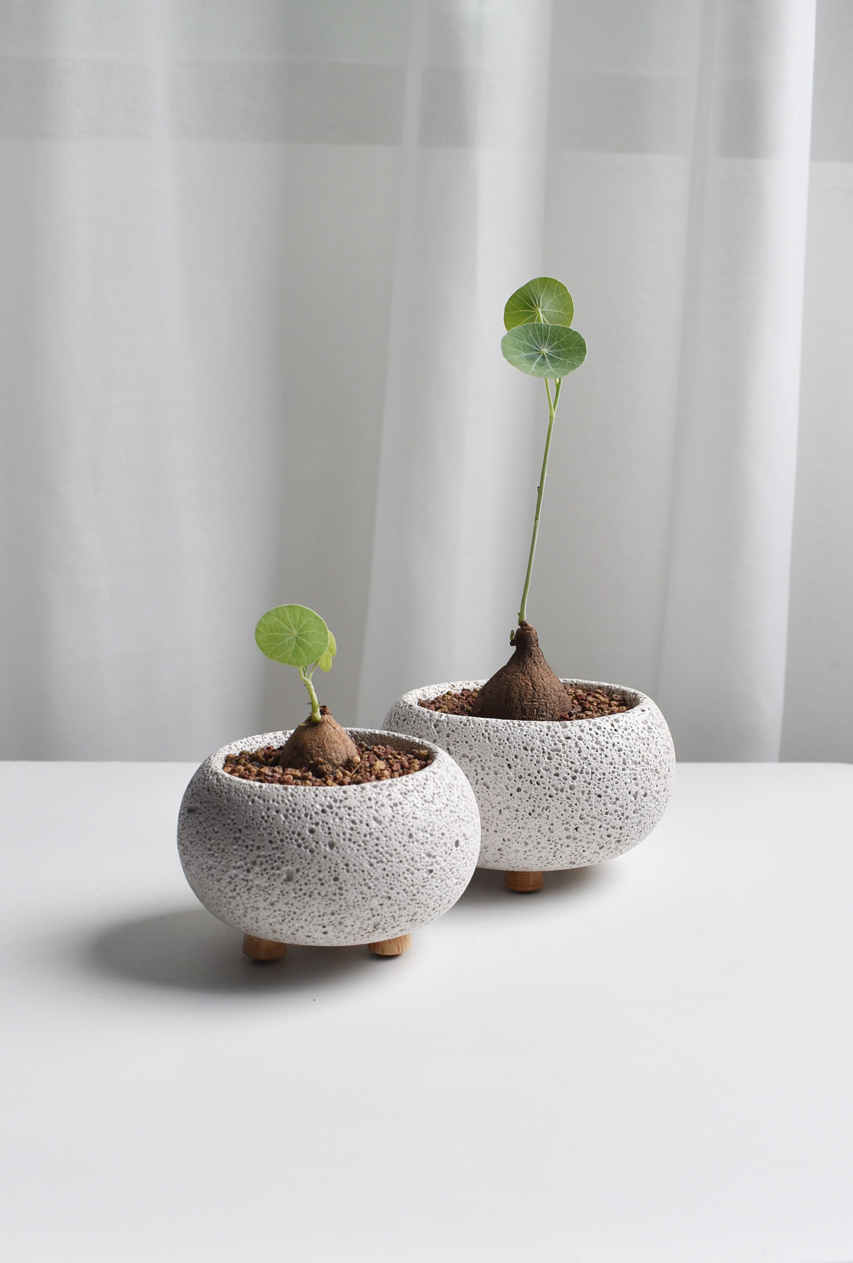 Stephania Erecta in Mica – The Plant Loft