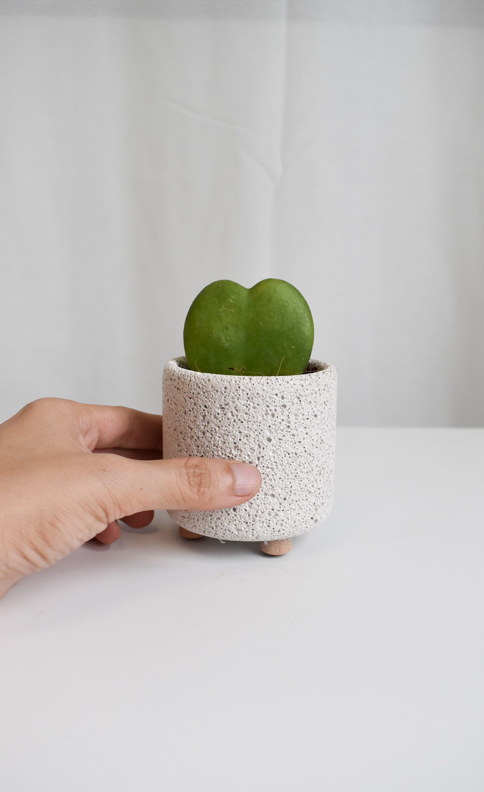 Hoya Kerrii Potting Kit – The Plant Loft