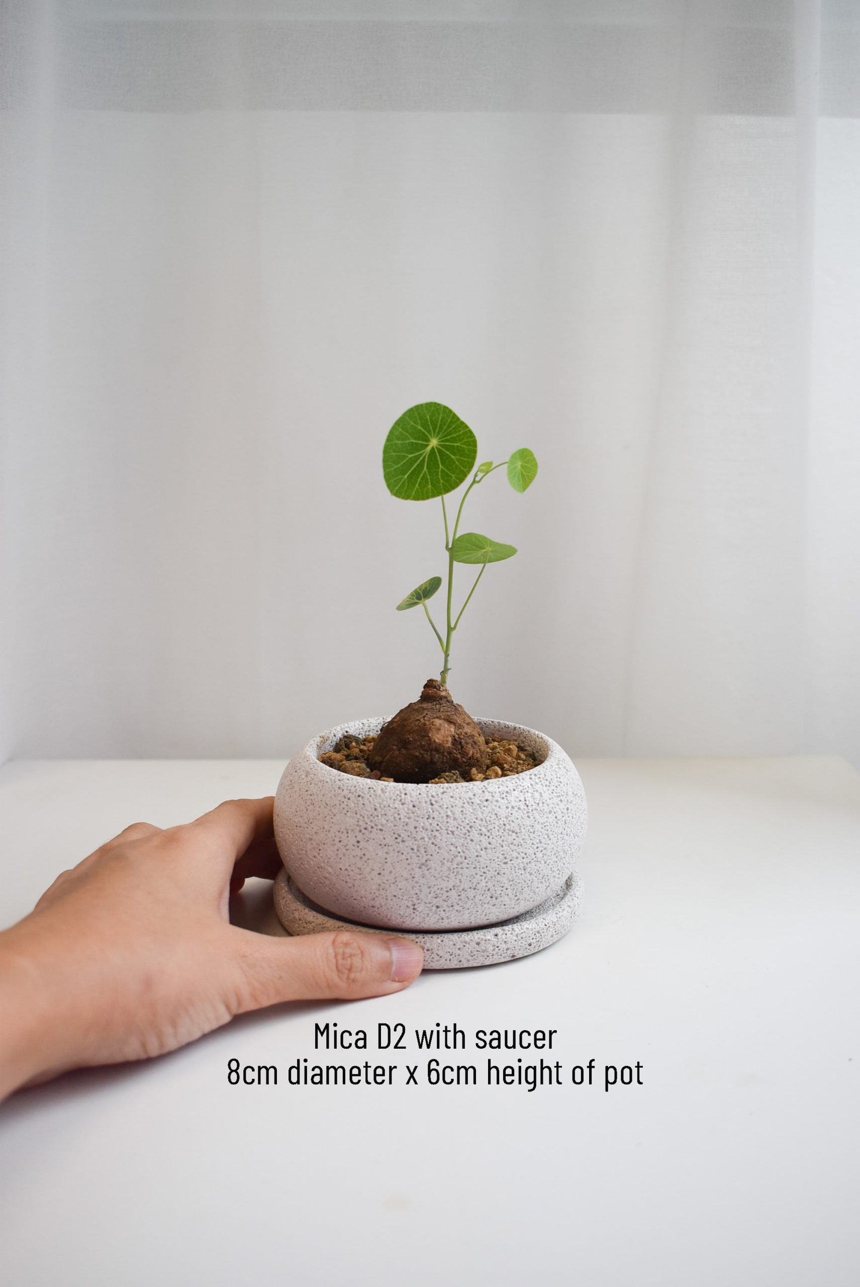 Gift Set – Stephania Erecta (in Mica D2 with saucer) – The Plant Loft