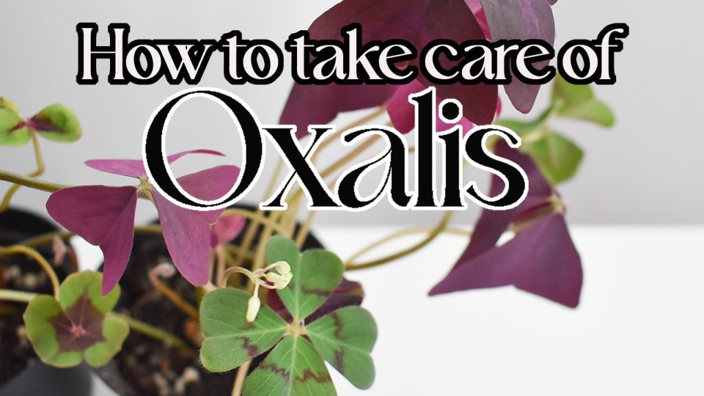 Triangularis & Iron Cross oxalis care tips – The Plant Loft