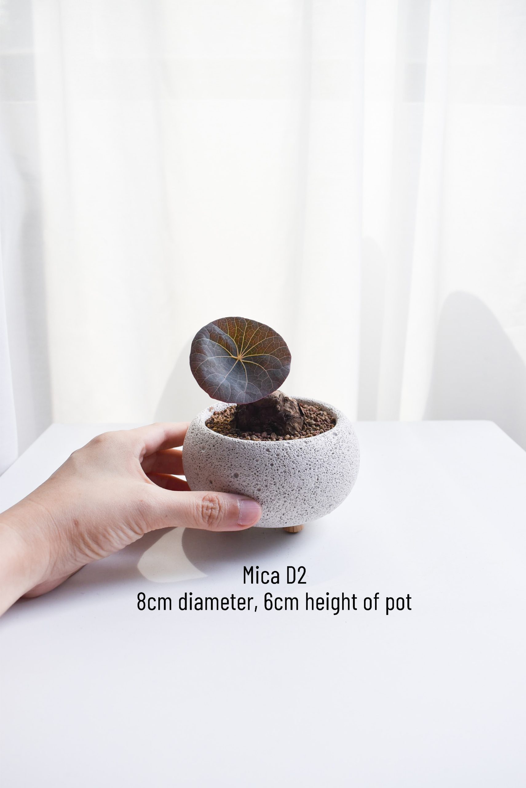 Stephania Nova in Mica D (Different sizes available) – The Plant Loft