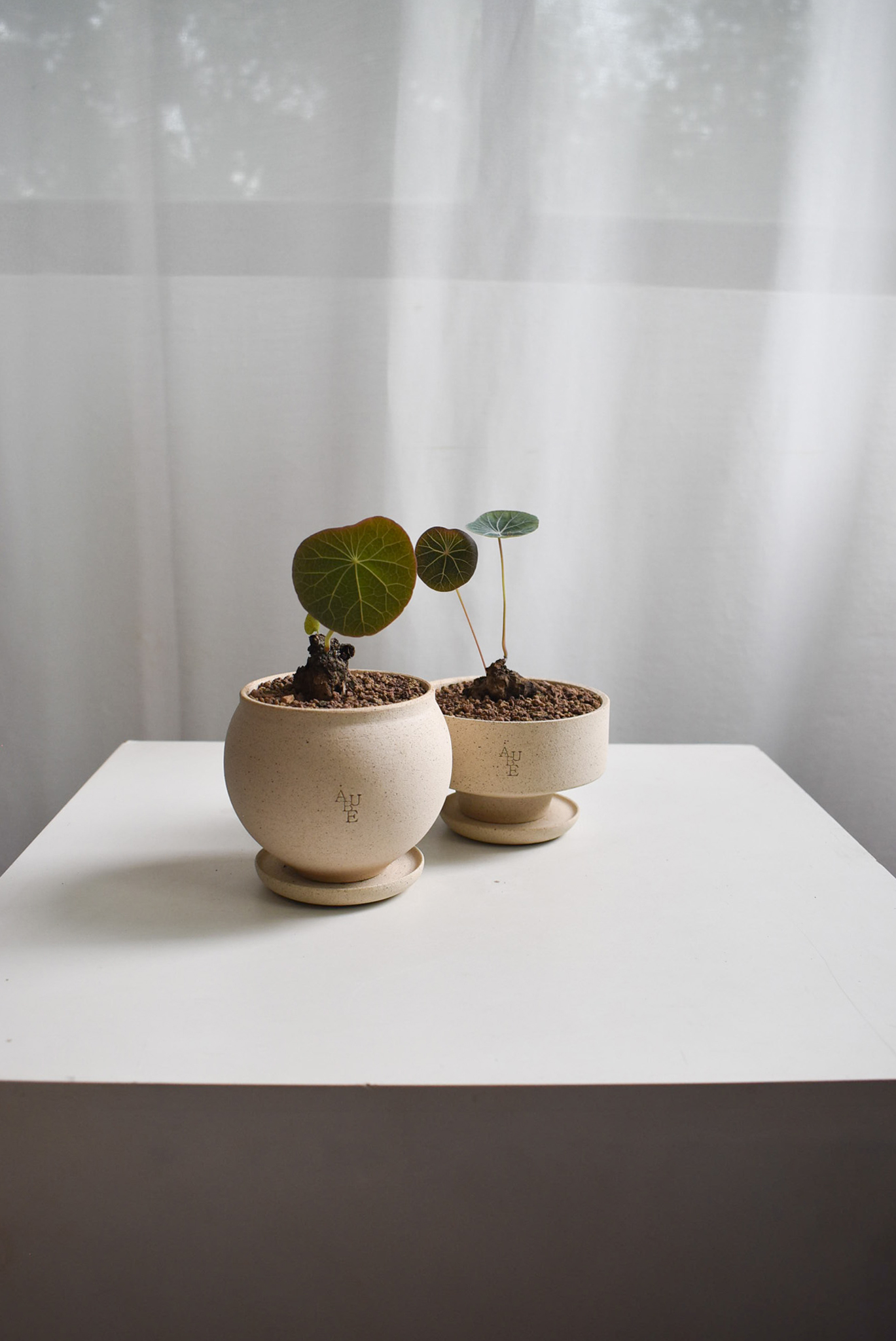 Stephania Nova in Aube – The Plant Loft