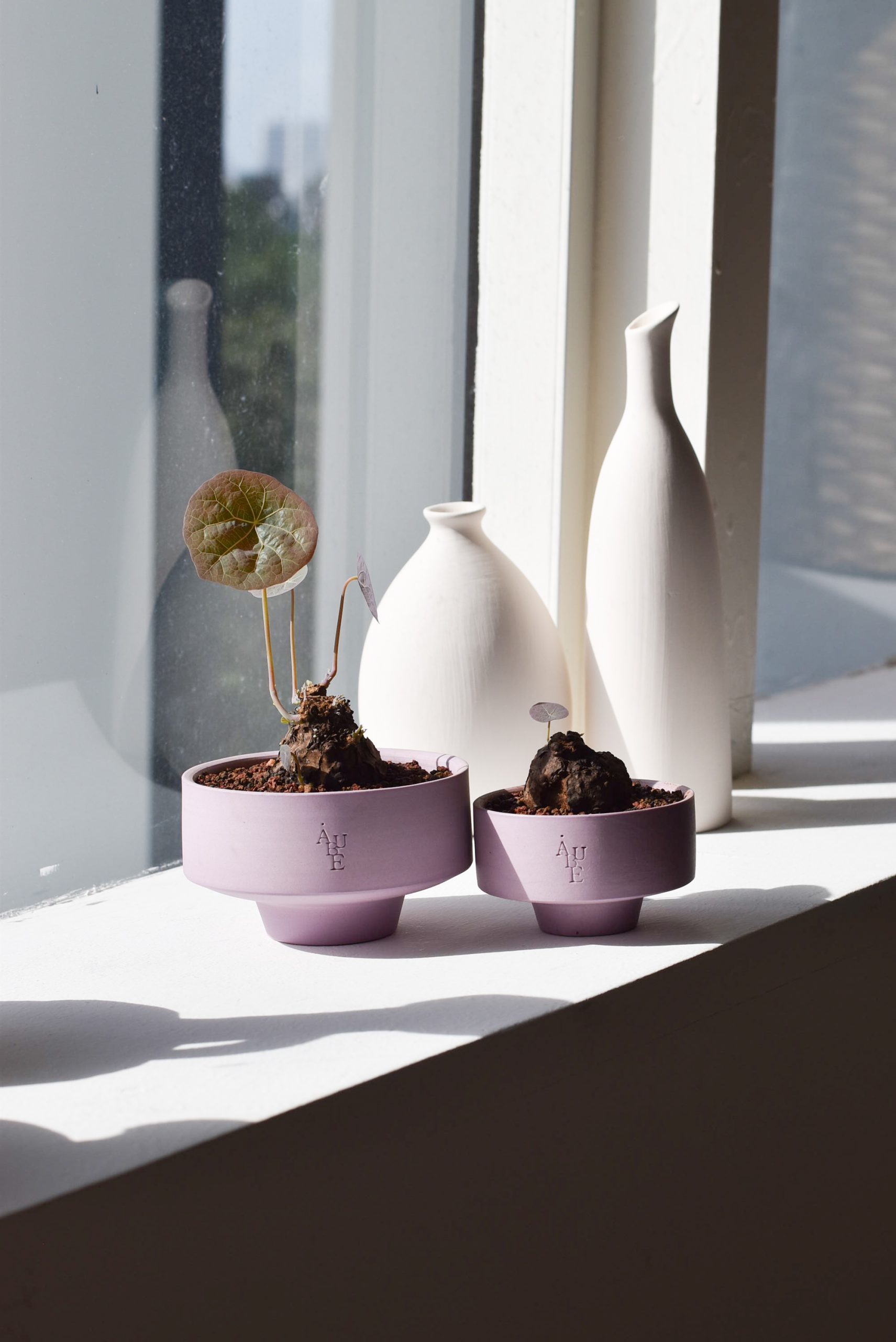 Stephania Nova in Aube – The Plant Loft