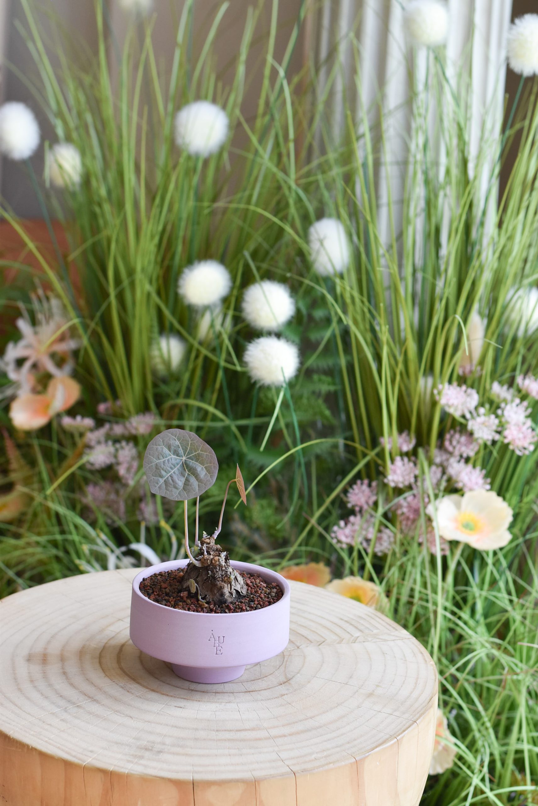 Stephania Nova in Aube – The Plant Loft