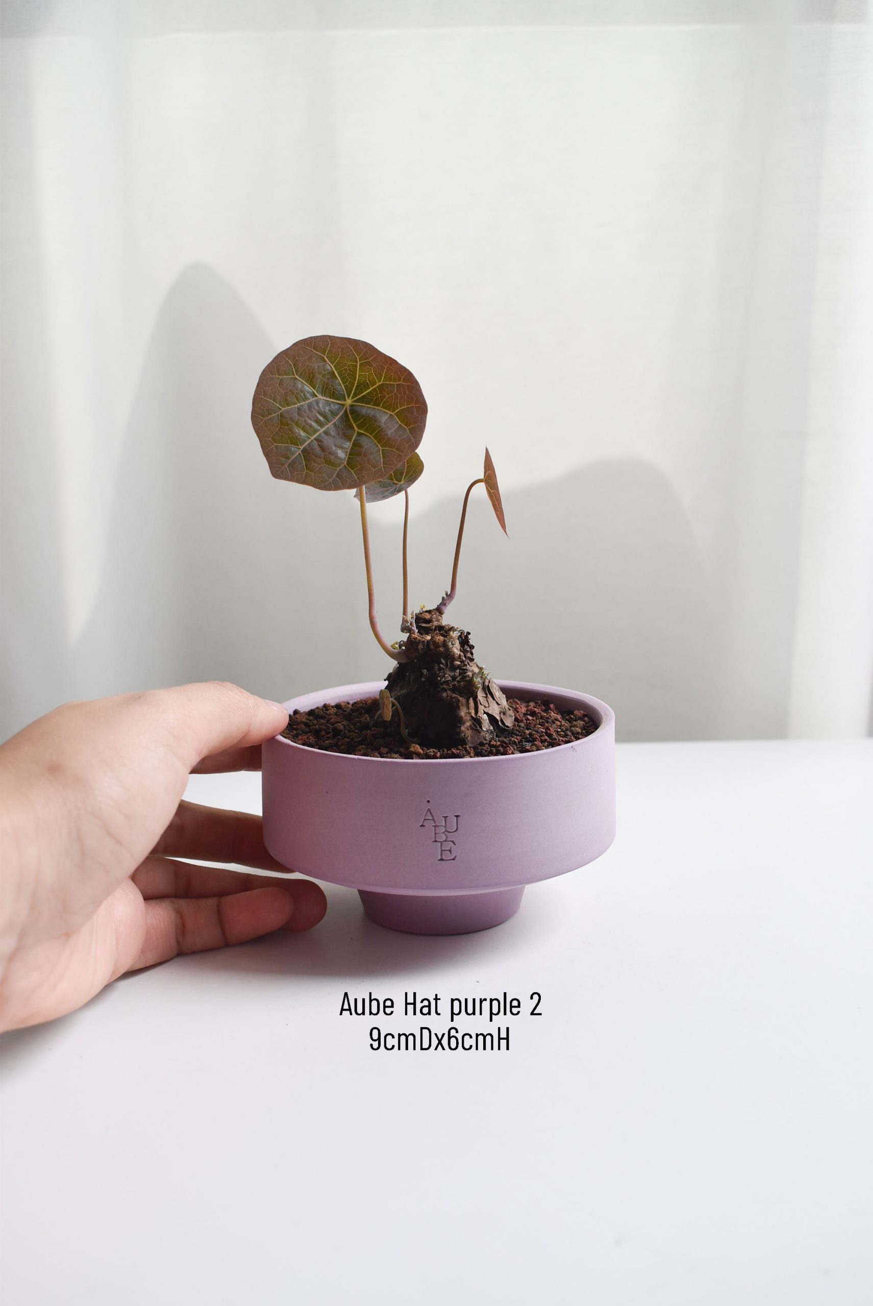 Stephania Nova in Aube – The Plant Loft