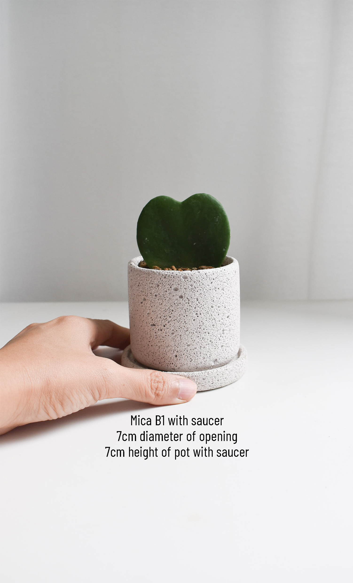 Hoya Kerrii Potting Kit – The Plant Loft