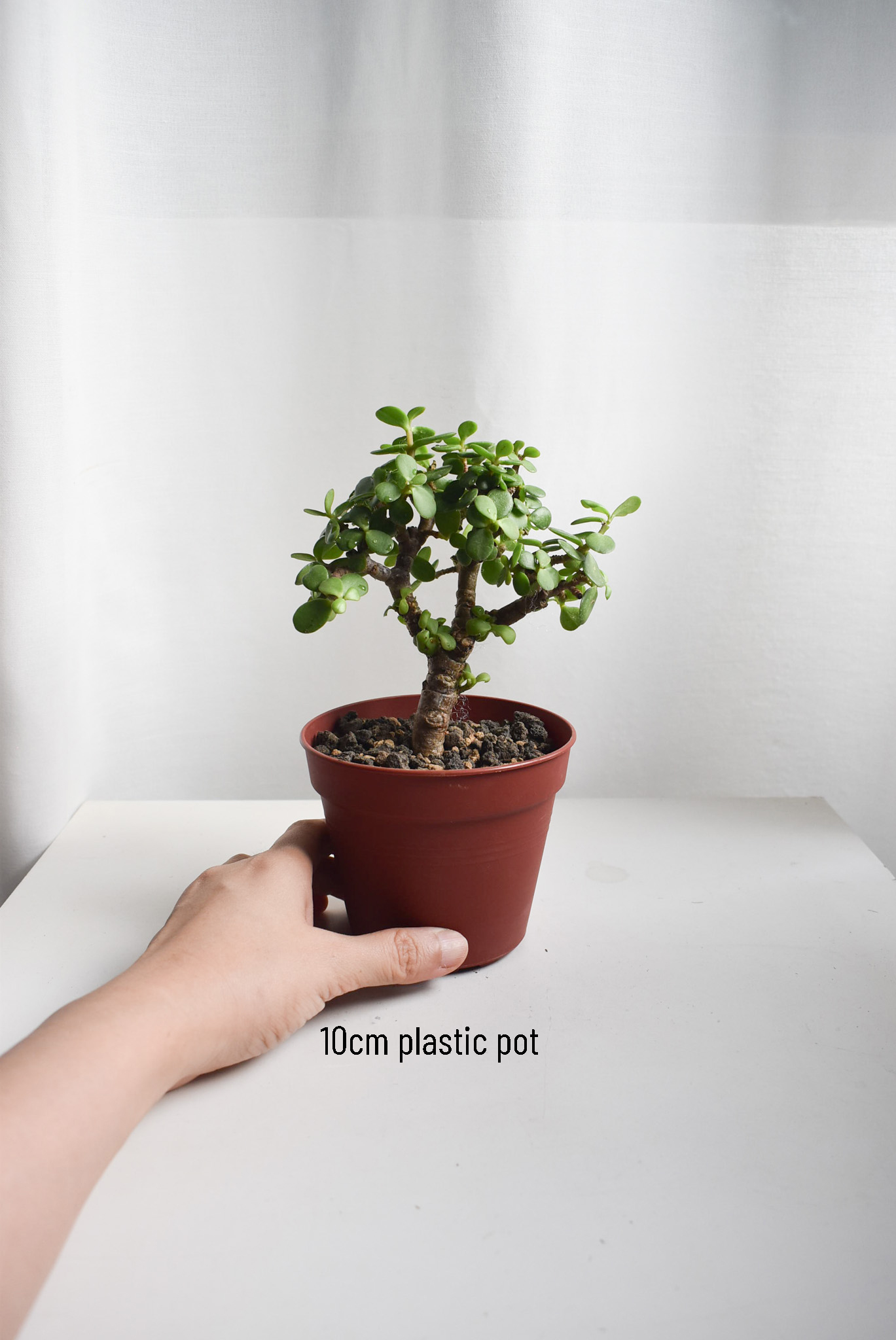 Dwarf Jade Bonsai – Portulacaria Afra – The Plant Loft
