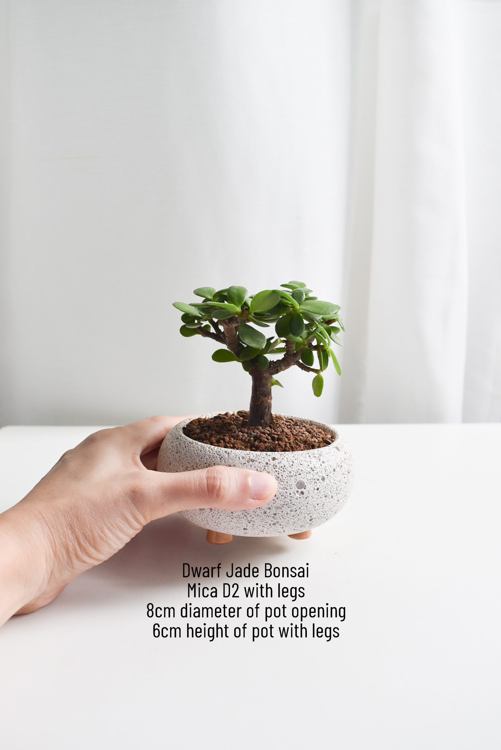 Dwarf Jade Bonsai – Portulacaria Afra in Mica – The Plant Loft