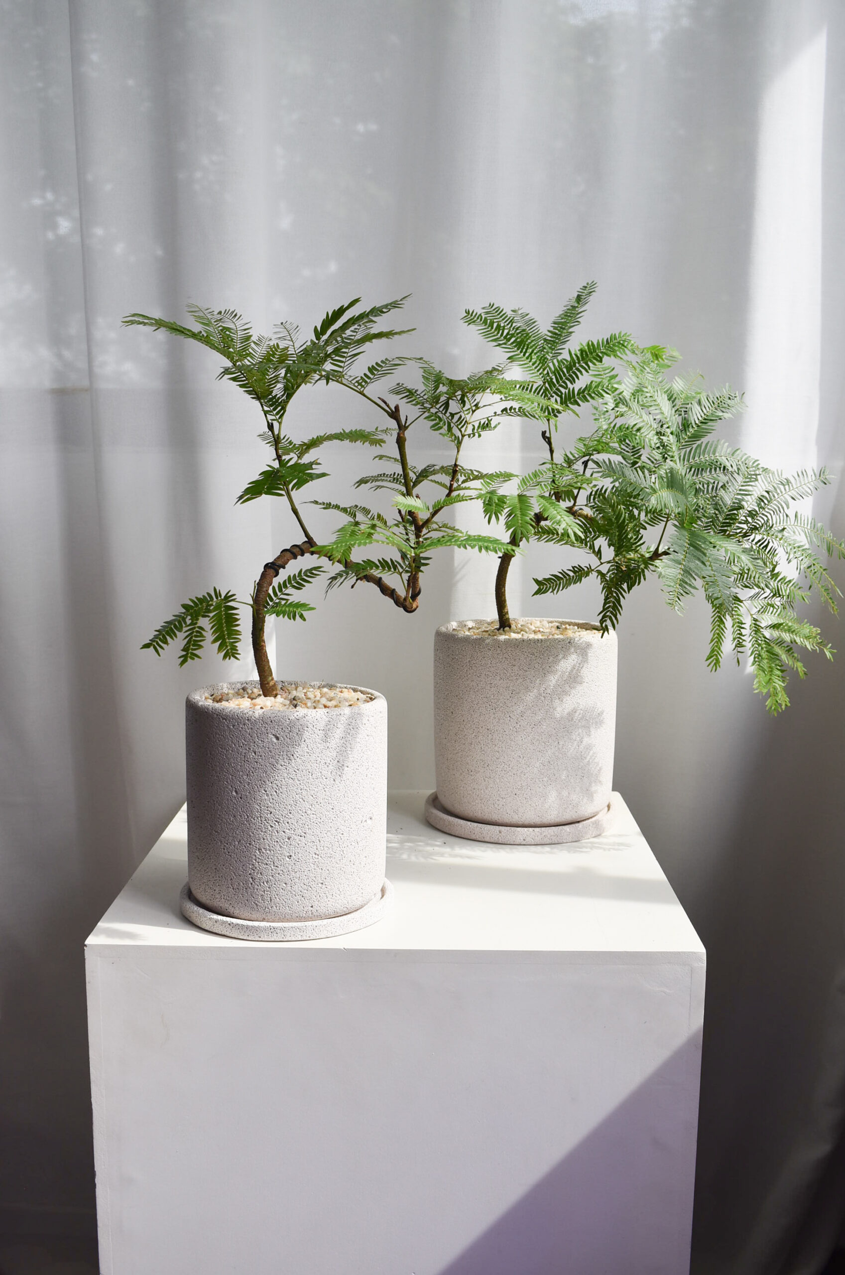 Everfresh trees in Mica size 4/5 (WIRED) – The Plant Loft