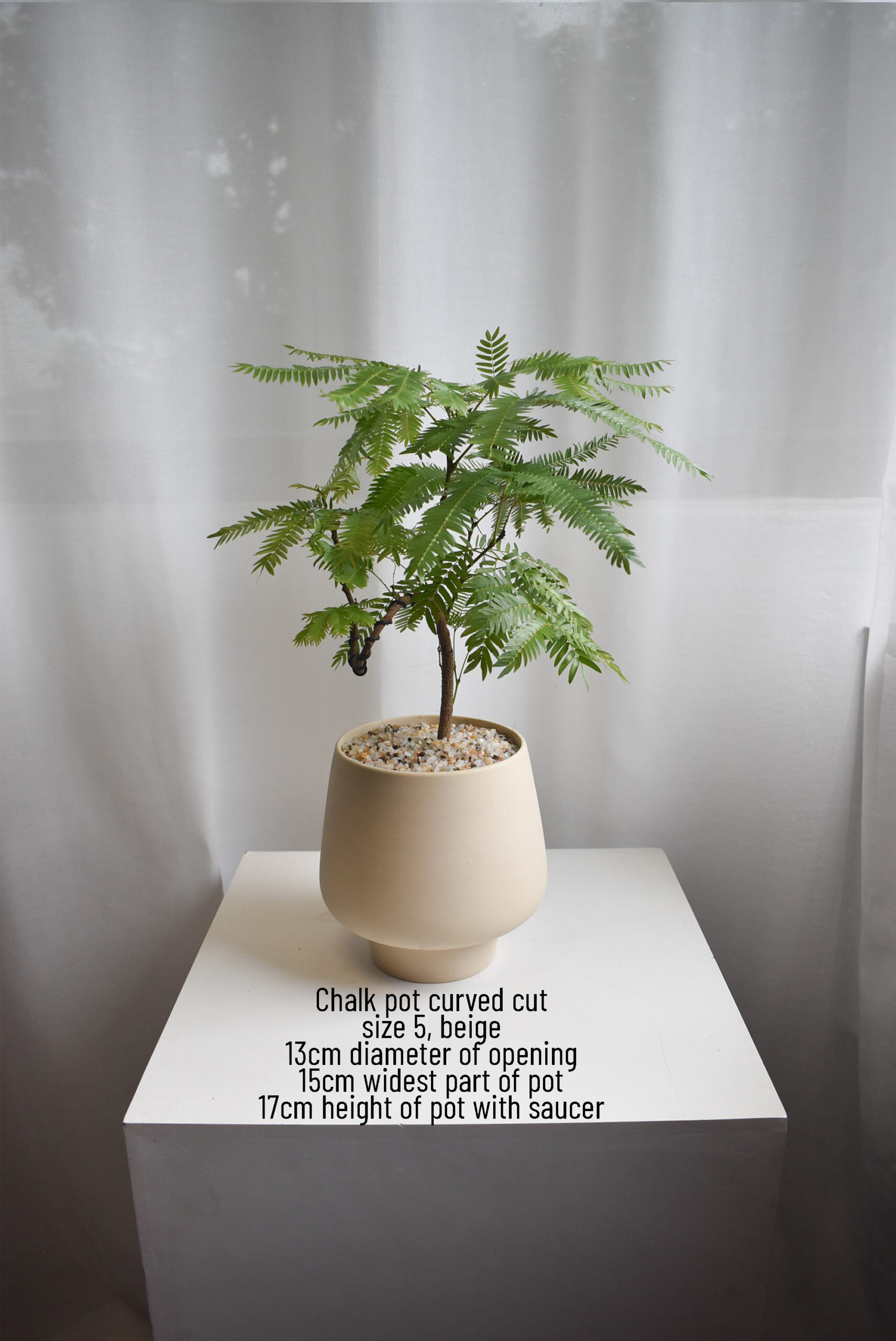 Everfresh trees in Chalk size 4/5 (Wired stem) – The Plant Loft