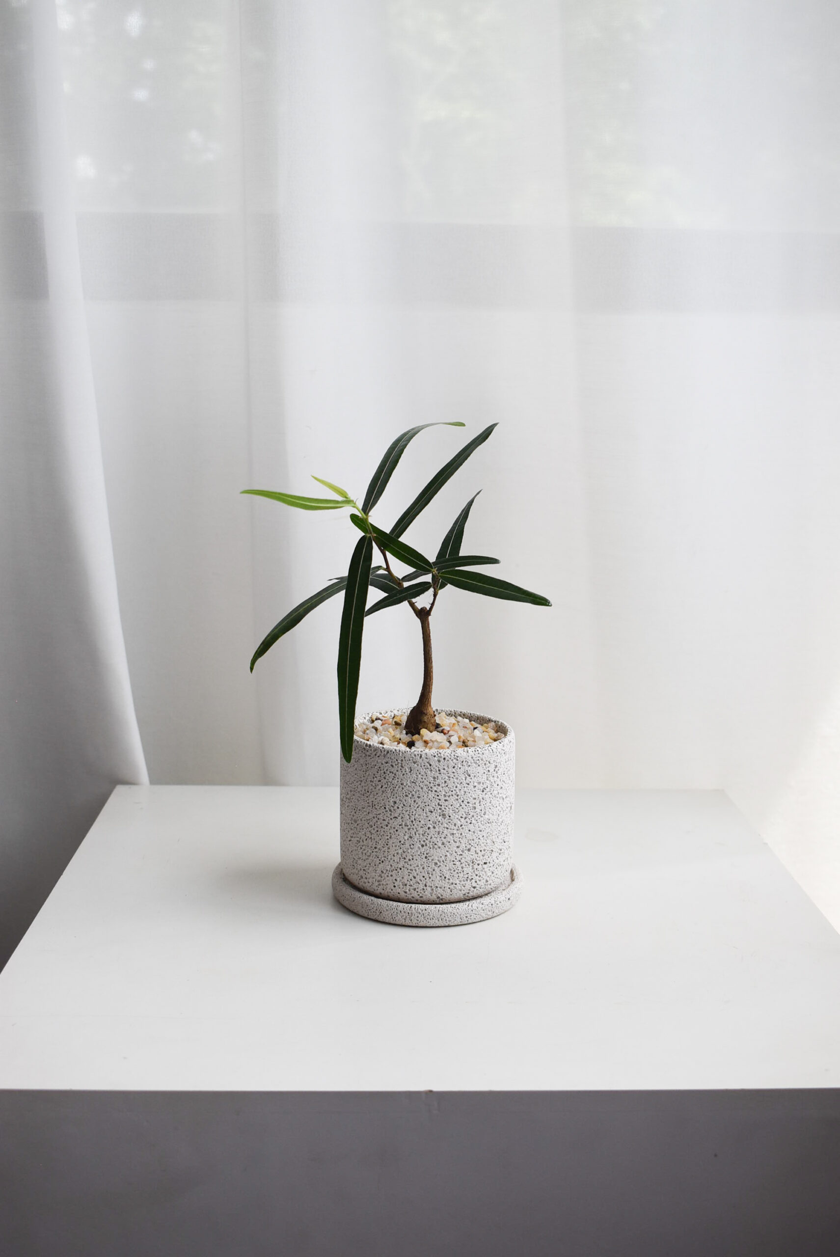 Japanese Bottletree in Mica – The Plant Loft