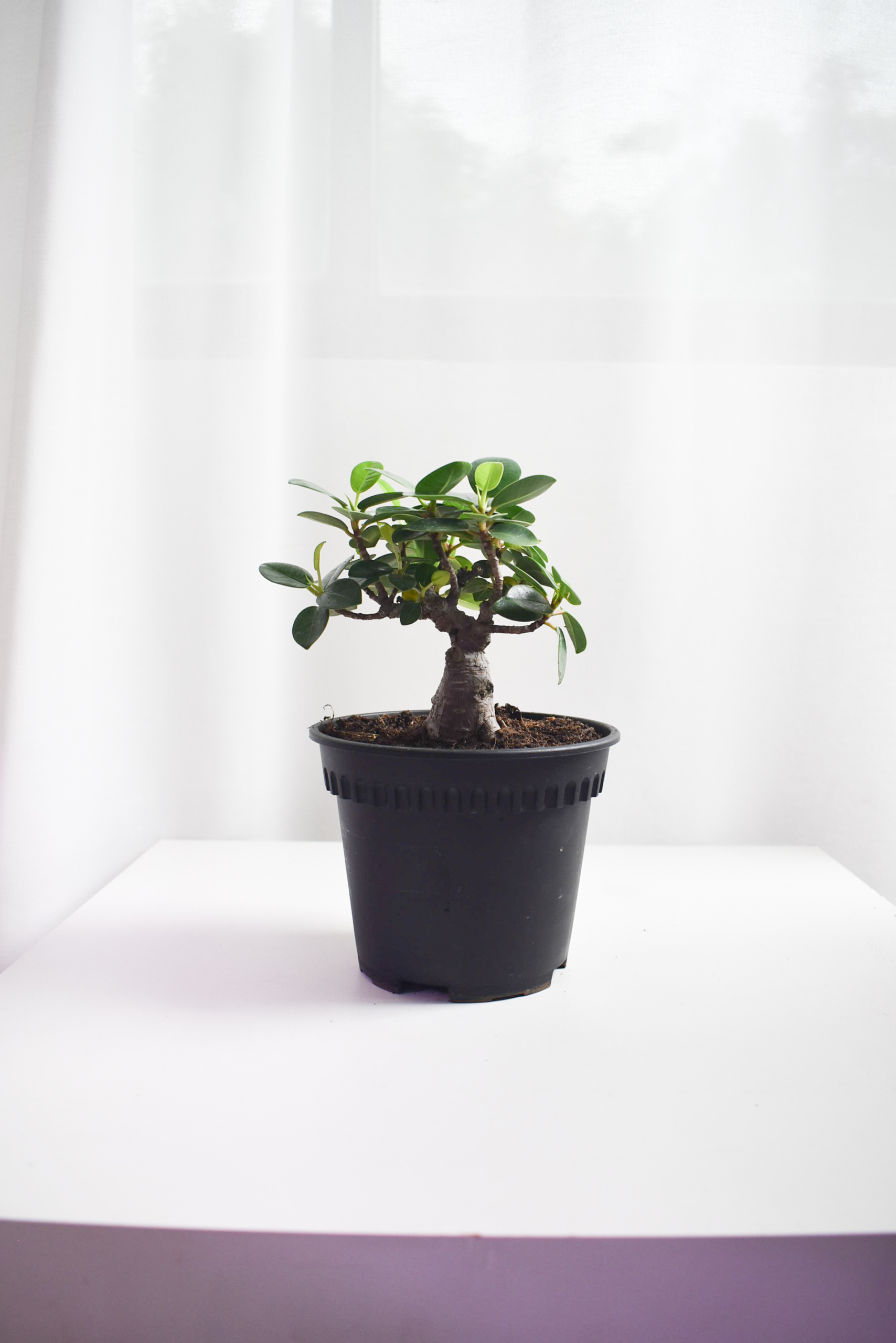 Ficus Annulata T-Trunk & Thick Trunk Bonsais – The Plant Loft