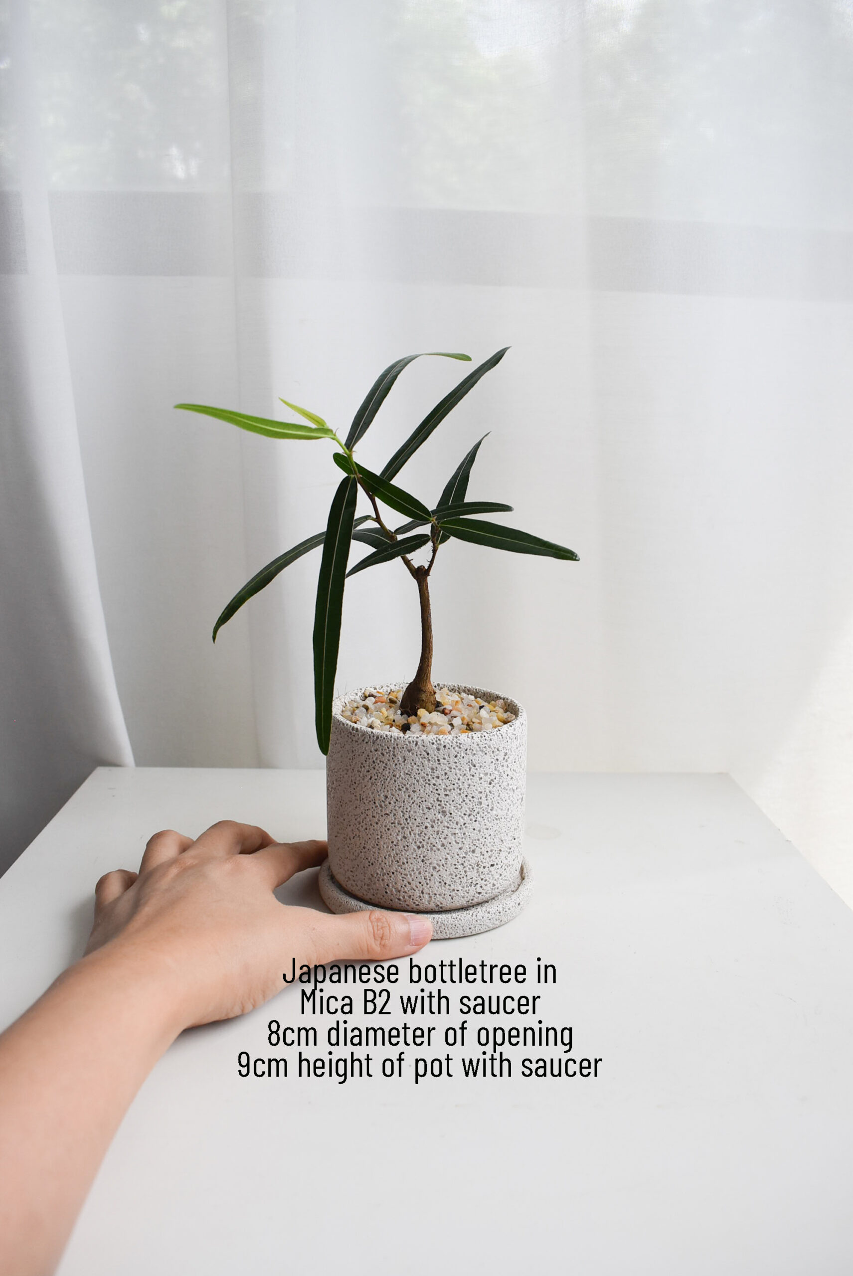 Japanese Bottletree in Mica – The Plant Loft
