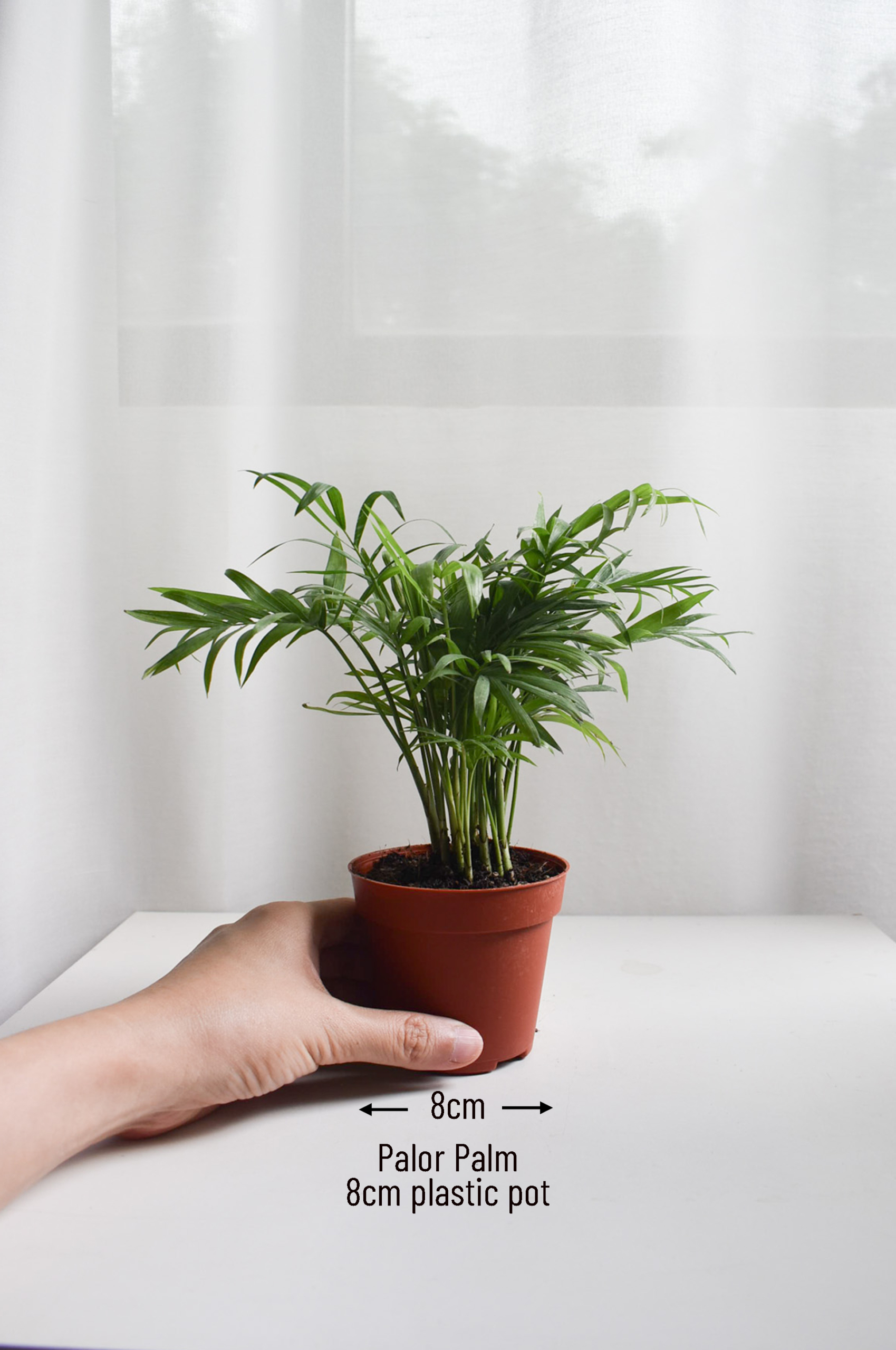 Parlor Palm – The Plant Loft