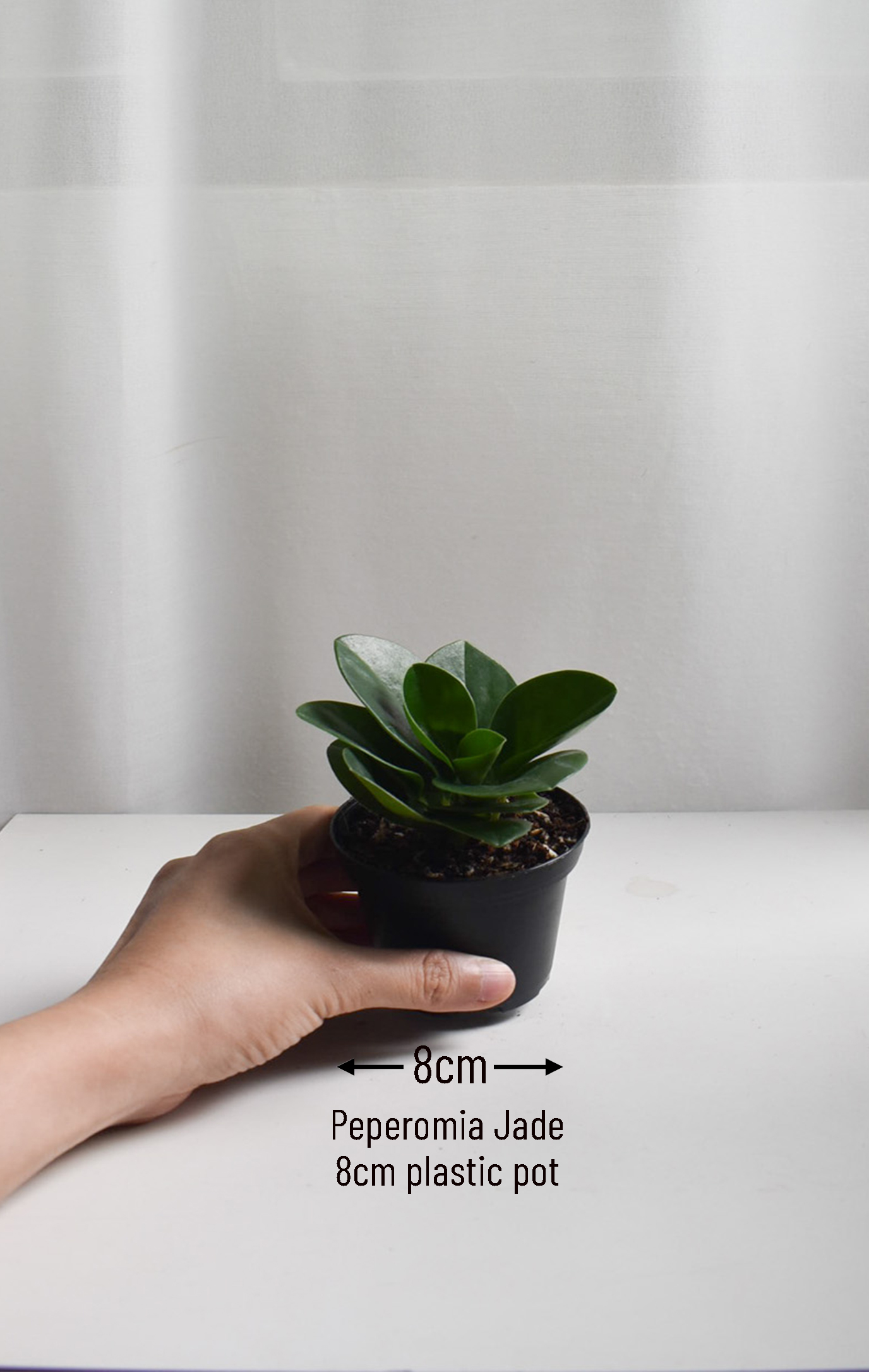 Peperomia Jade – The Plant Loft