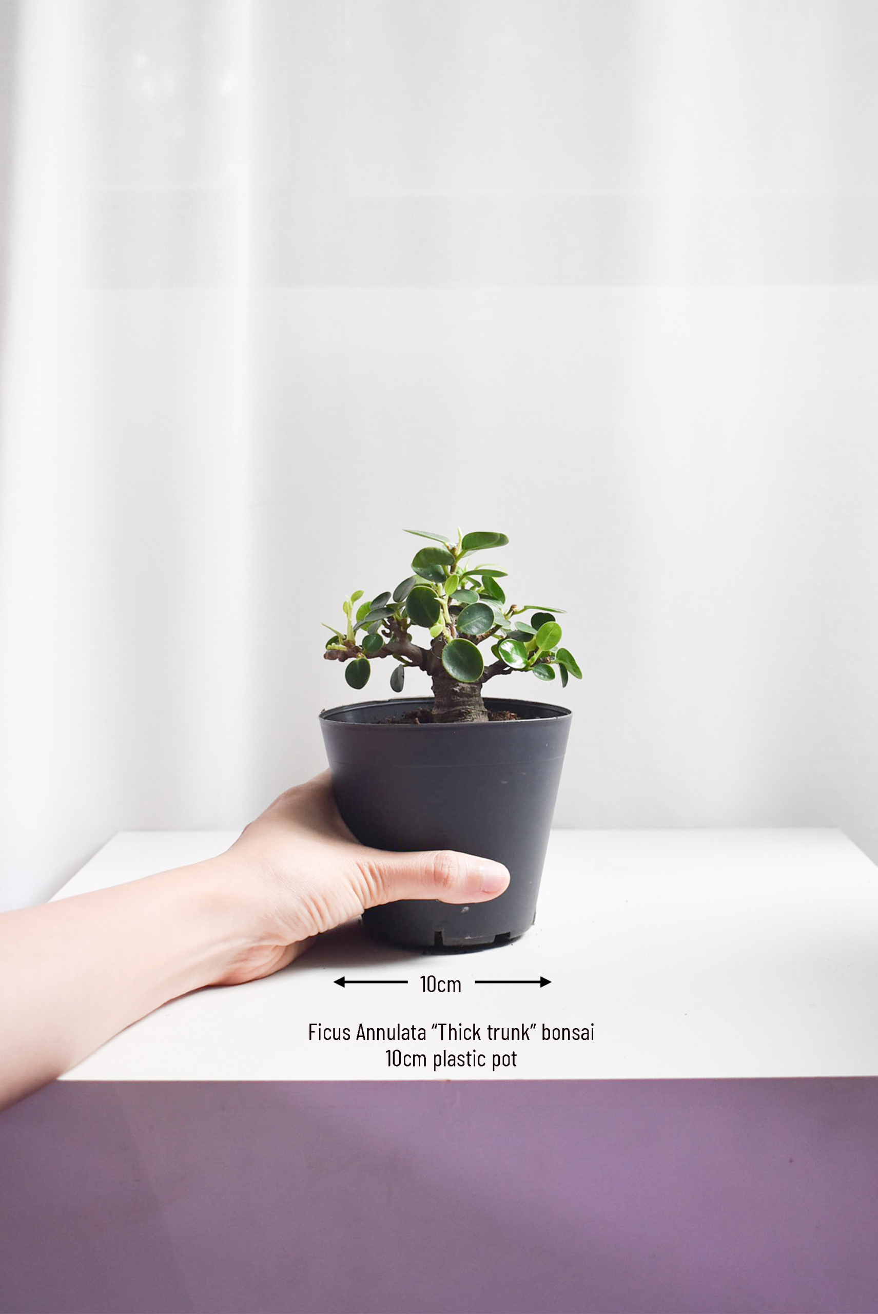Ficus Annulata T-Trunk & Thick Trunk Bonsais – The Plant Loft